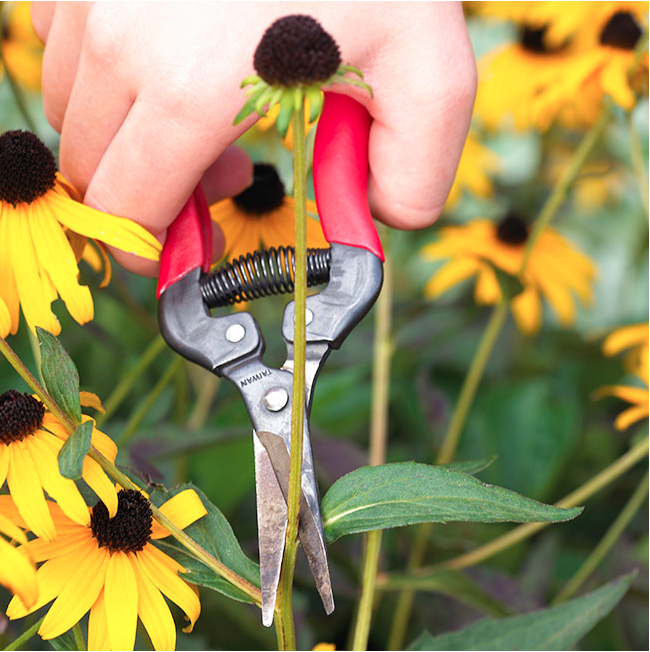 1-Deadheading perennials (Garden Gate Magazine)