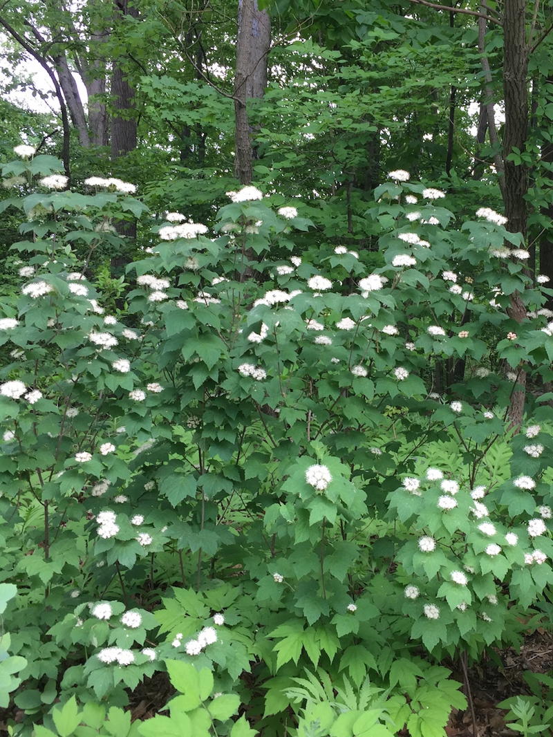 5-Mapleleaf Viburnum