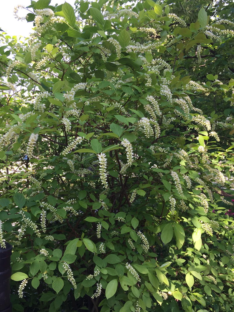 8-Virginia Sweetspire