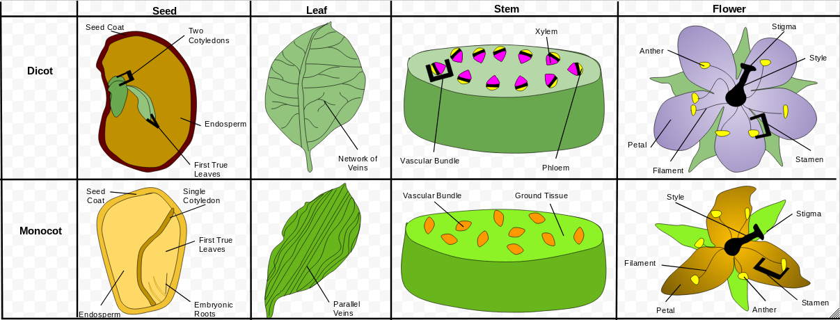 Comparison Of Monocotyledons And Dicotyledons