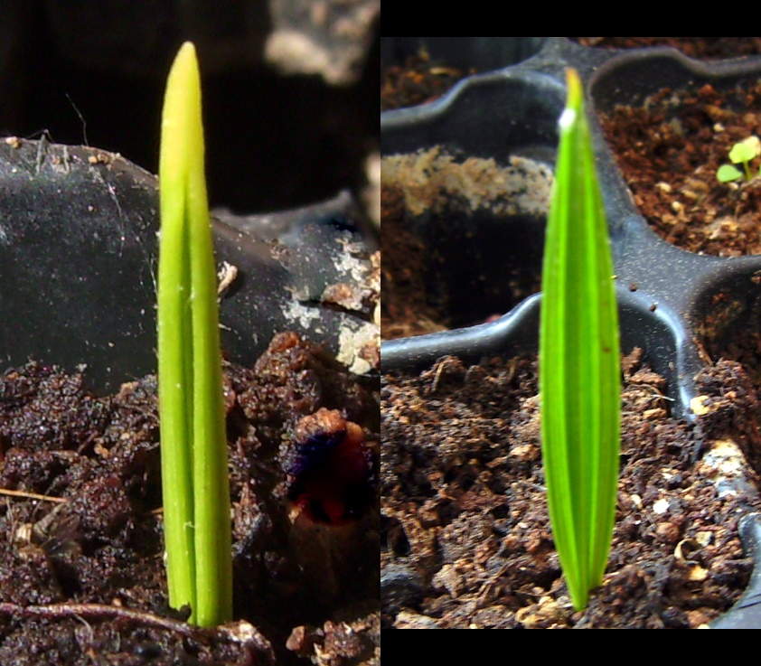 Cotyledon, Acotyledon, Dicotyledon, Eudicotyledon, Hypocotyl, Monocotyledon