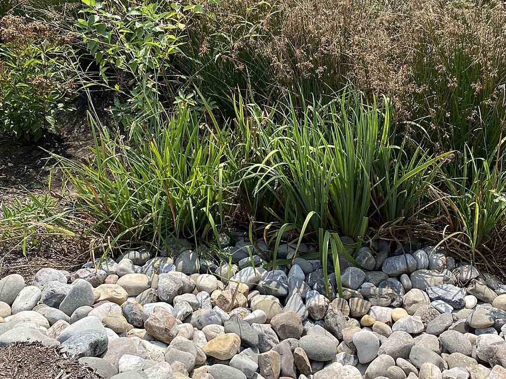 Iris virginica (Virginia or Southern Blue Flag)