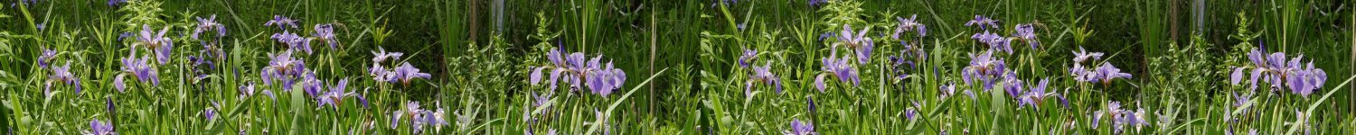 Procumbent, Decumbent