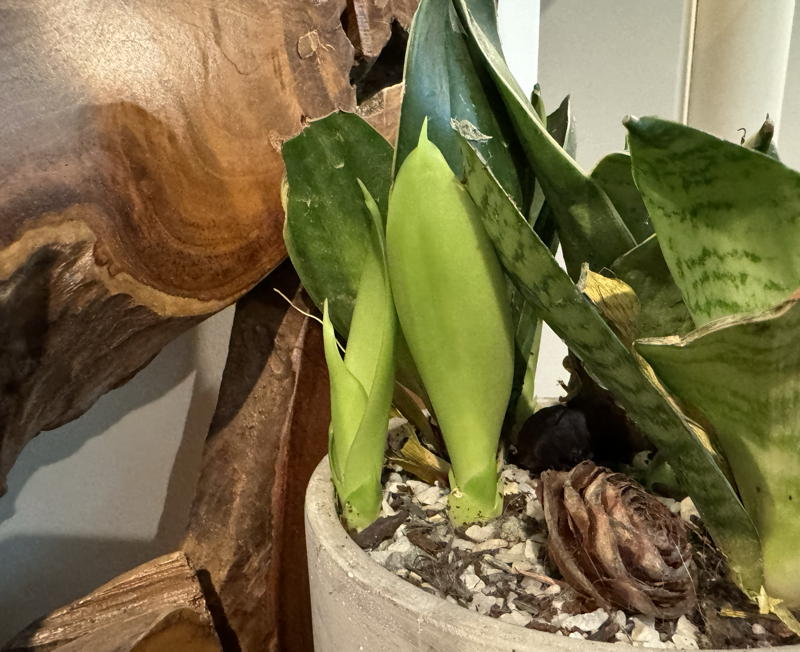 healthy_snake_plant_EvM