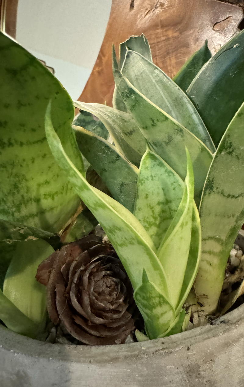 new_growth_snake_plant2_EvM