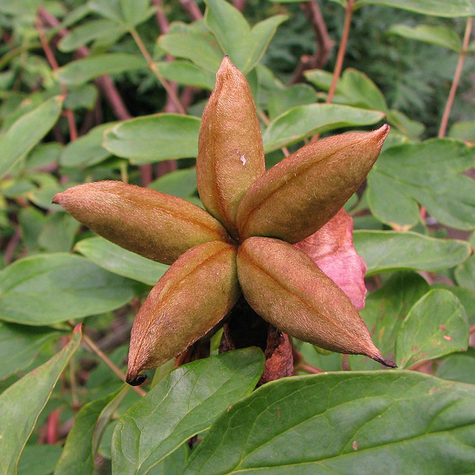 Gynoecium, Carpel, Pistil