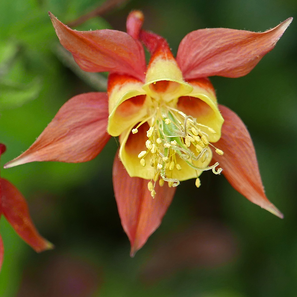 Gynoecium, Carpel, Pistil