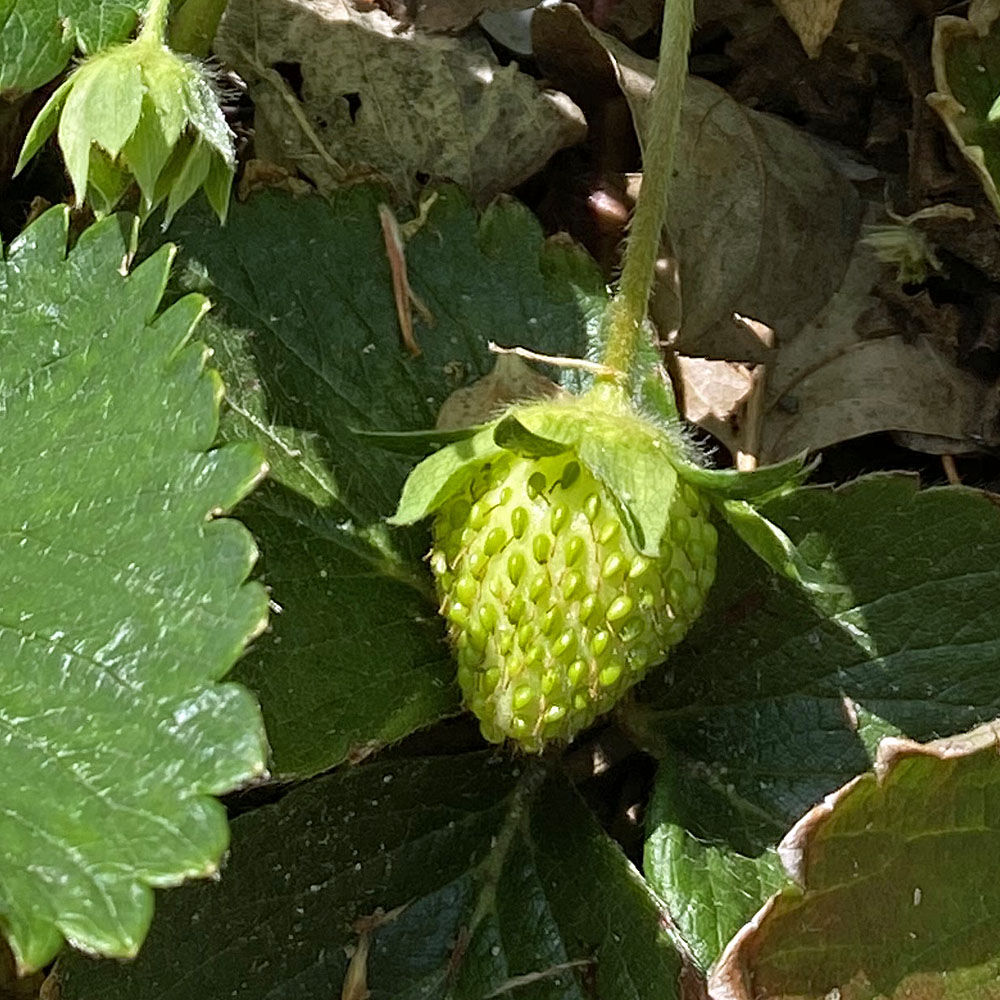 Fragaria virginiana (Wild Strawberry)