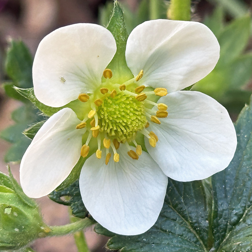 Fragaria virginiana (Wild Strawberry)