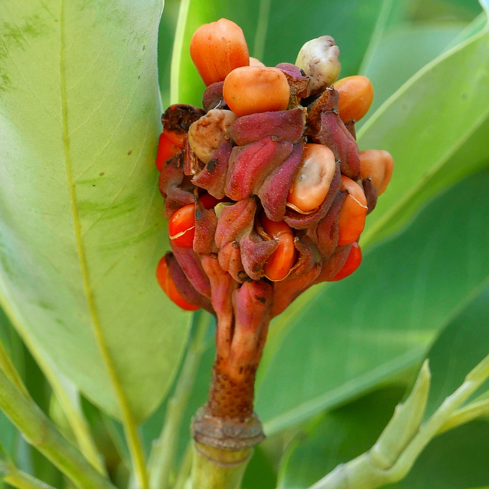 Gynoecium, Carpel, Pistil