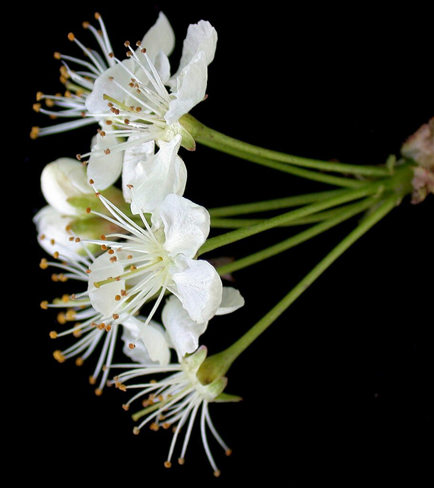 Gynoecium, Carpel, Pistil