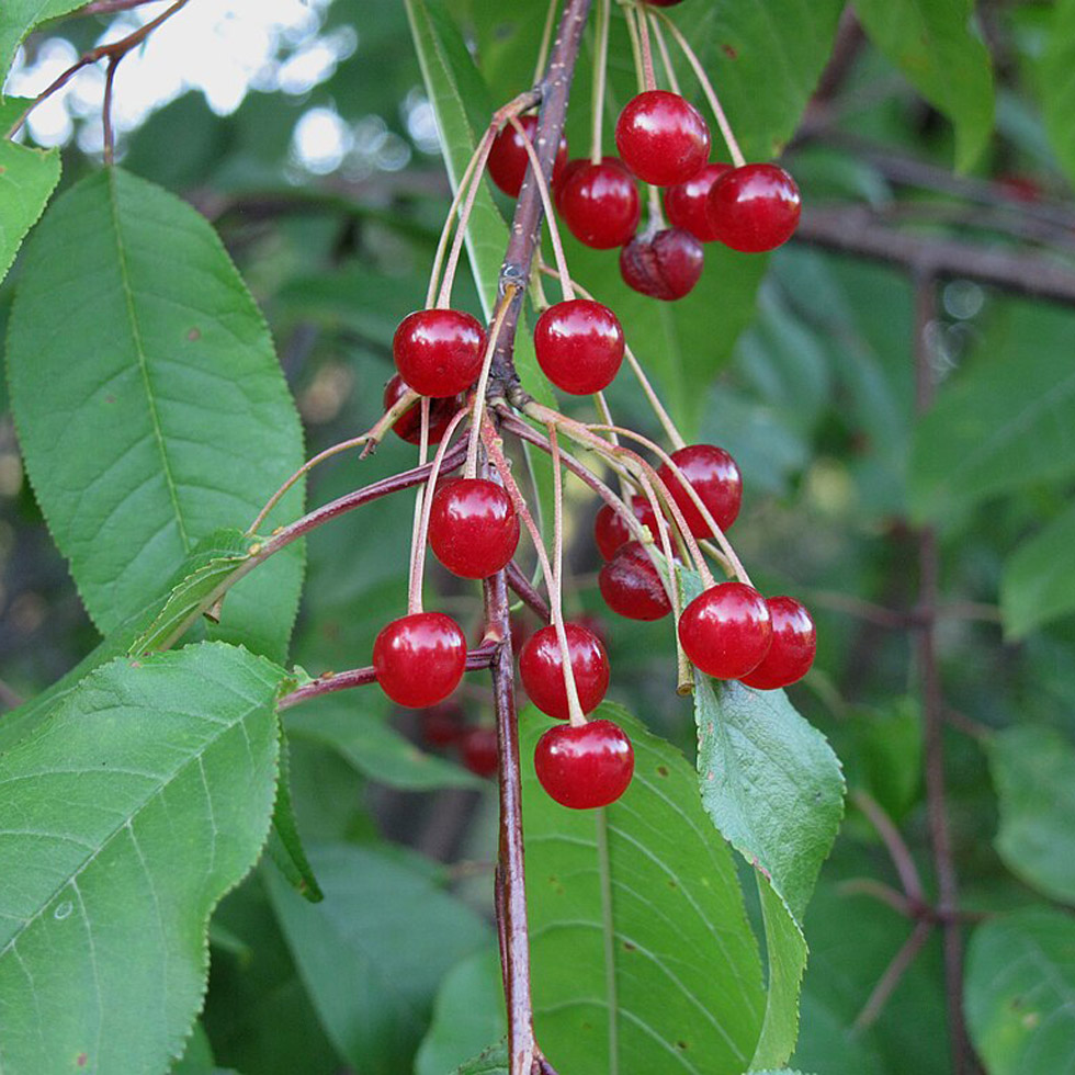Gynoecium, Carpel, Pistil