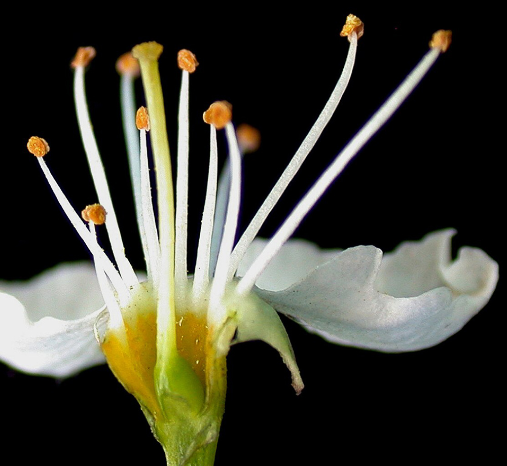 Gynoecium, Carpel, Pistil