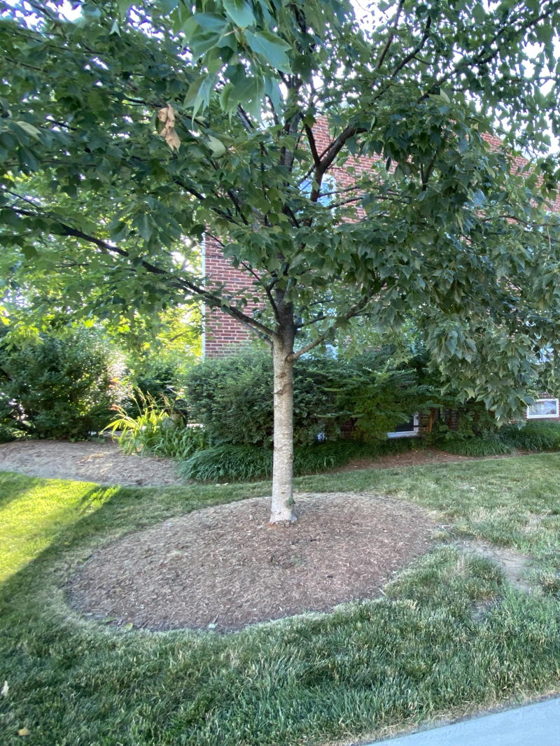 IMG_2819_Mulched Trees