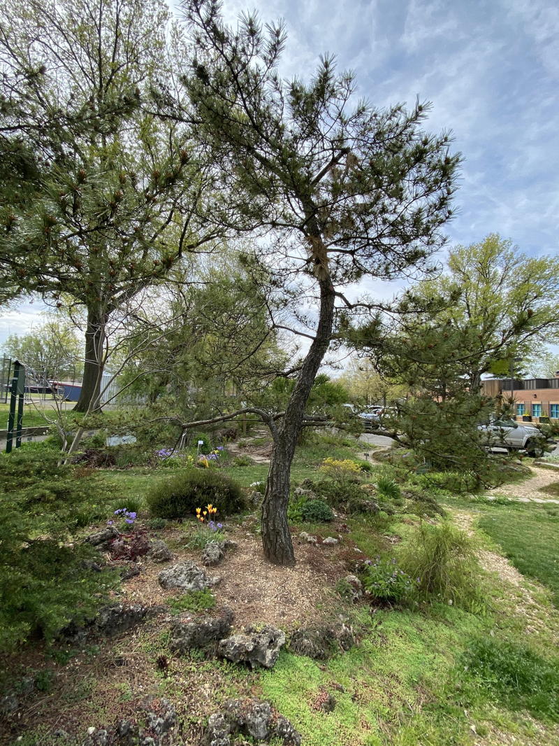 Specimen_Tree_Simpson_EM