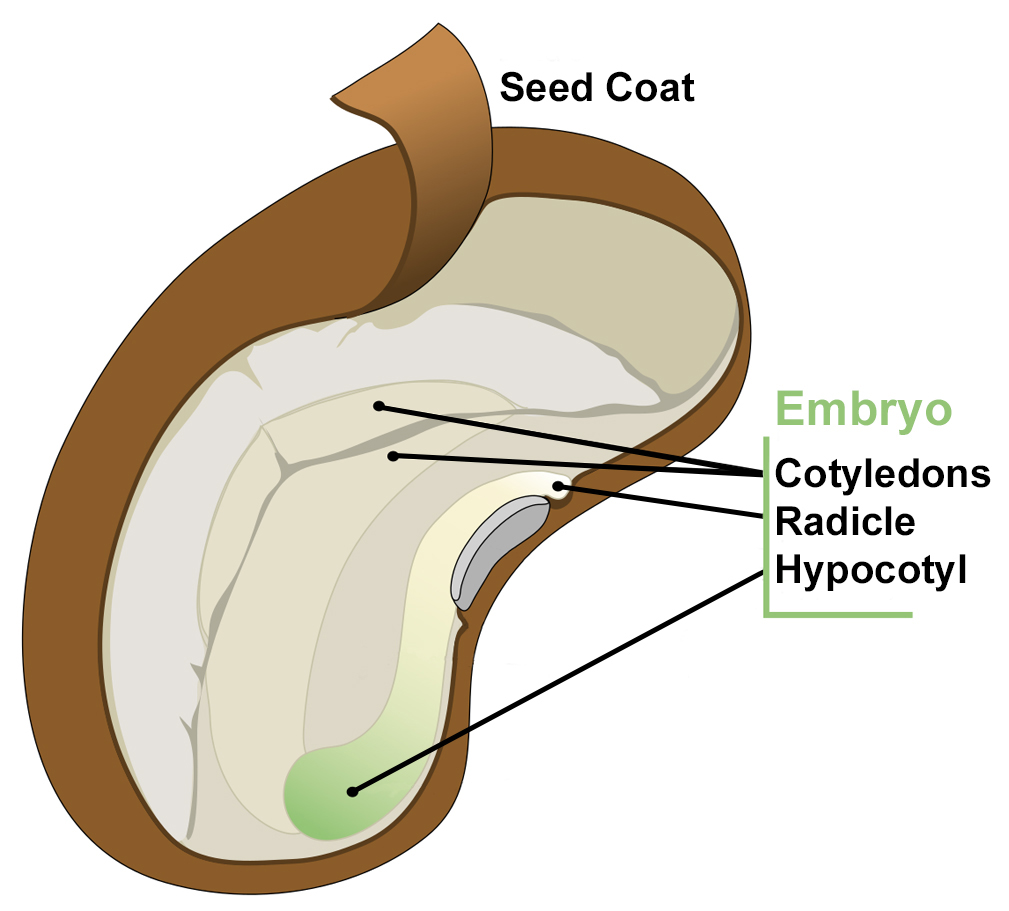 Dycotyledon_seed_diagram-en.svg_edited_MMF