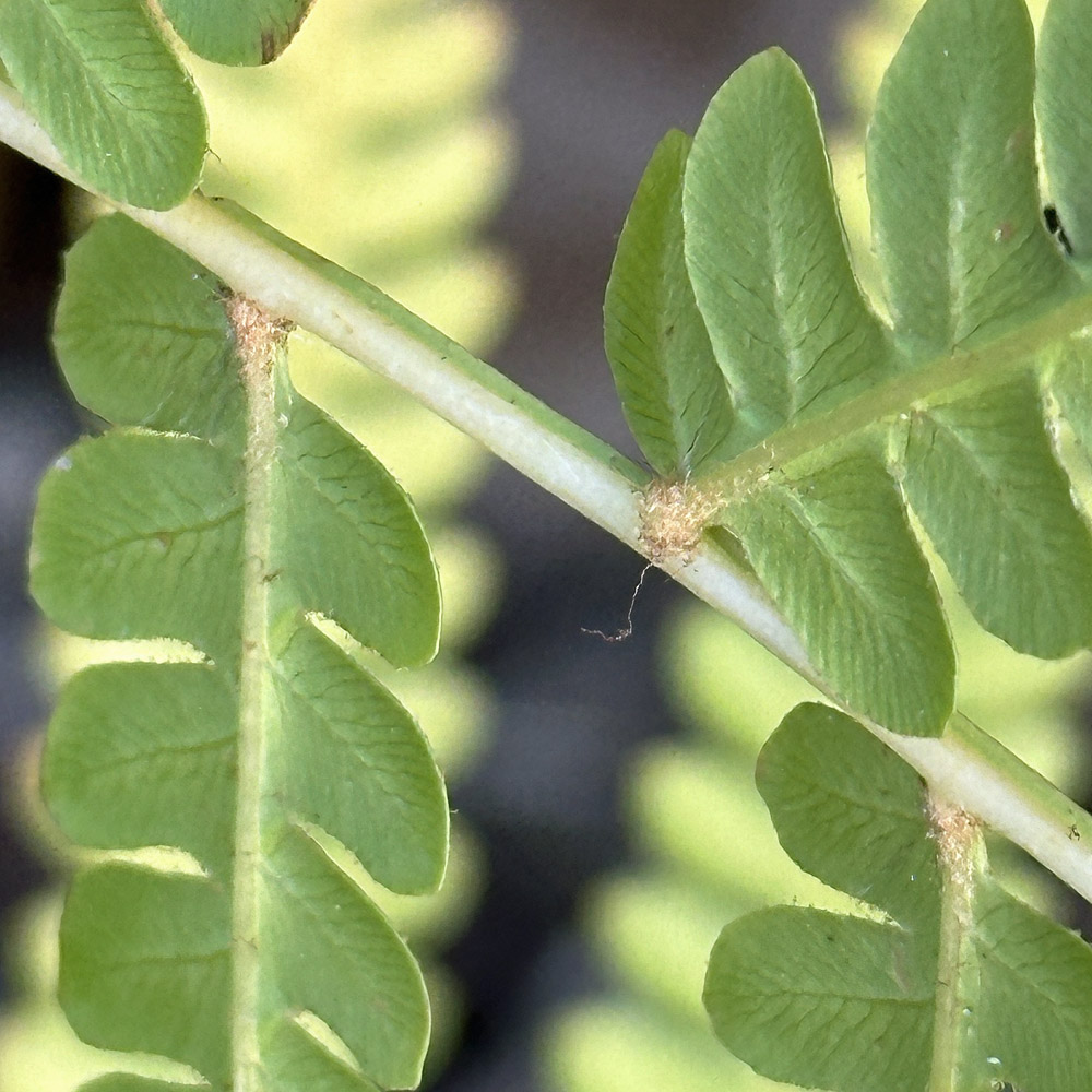 Osmundastrum cinnamomeum (Cinnamon Fern)