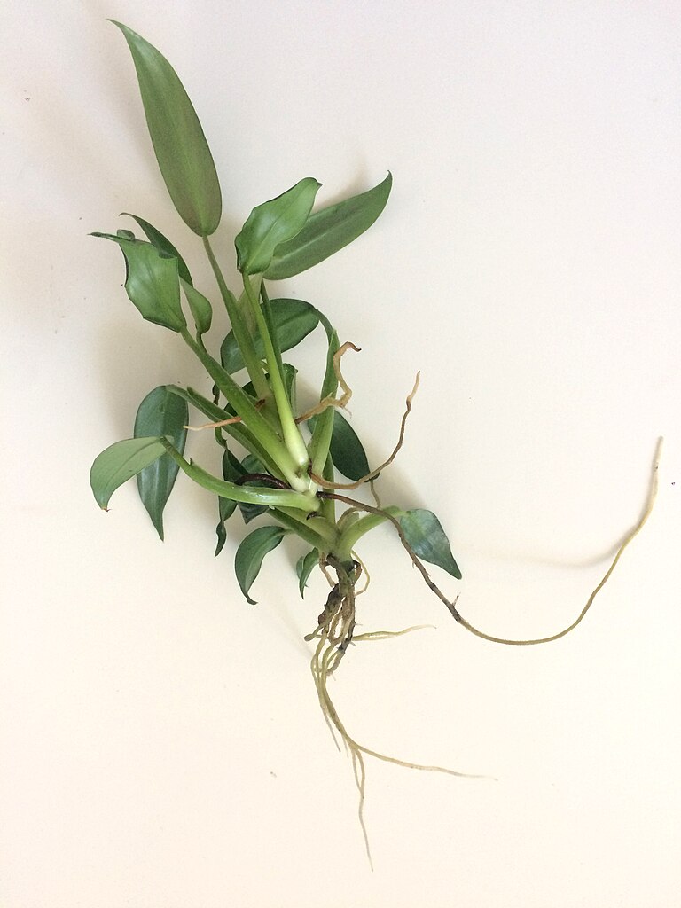 Philodendron_with_aerial_roots