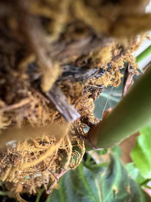 roots_on_moss_pole_EvM