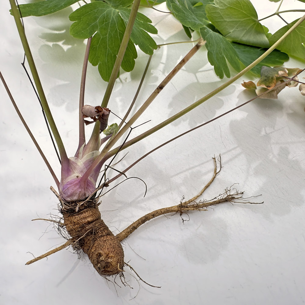 New to the Glossary: Adventitious Root, Aerial Root, Apical Meristem ...