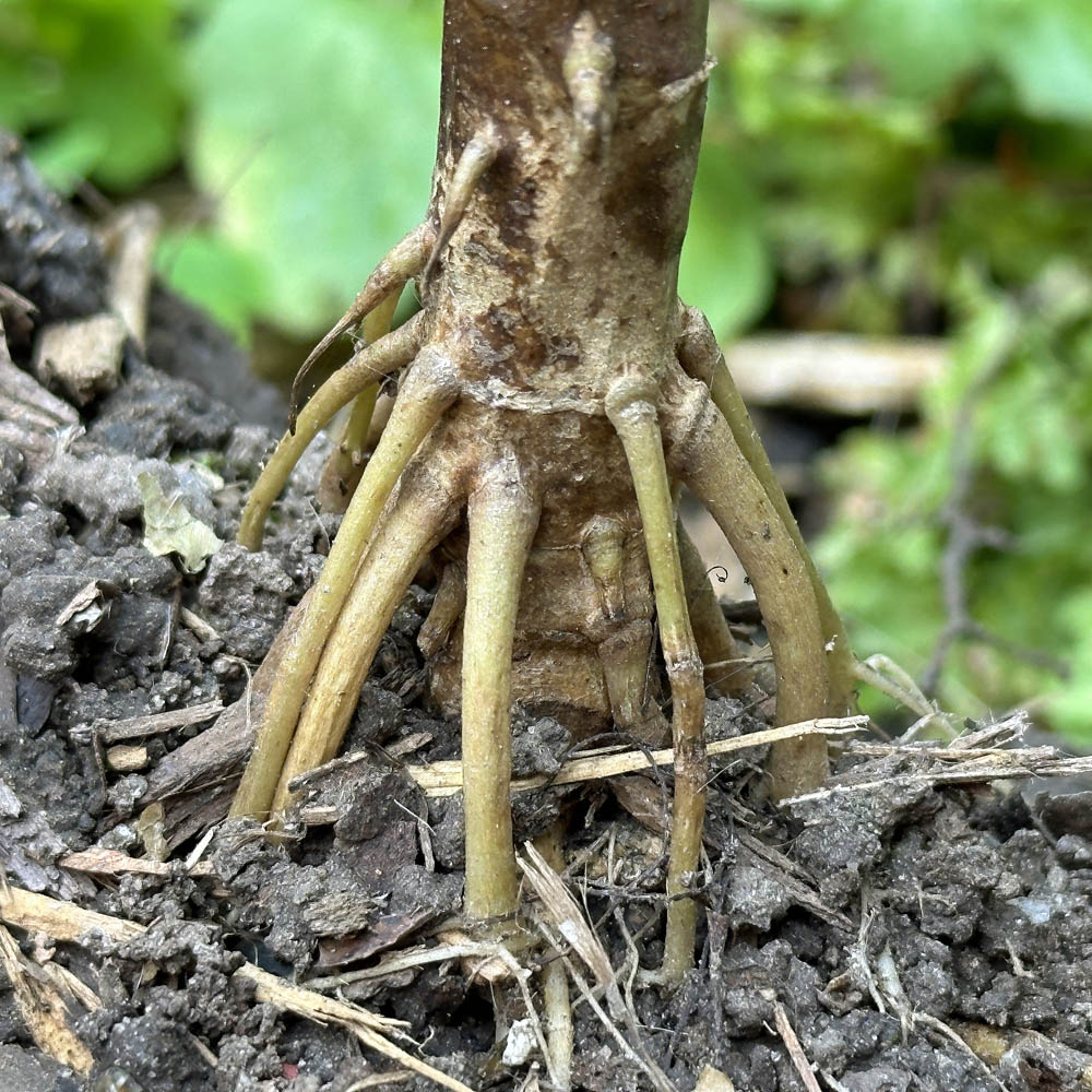 New to the Glossary: Adventitious Root, Aerial Root, Apical Meristem ...
