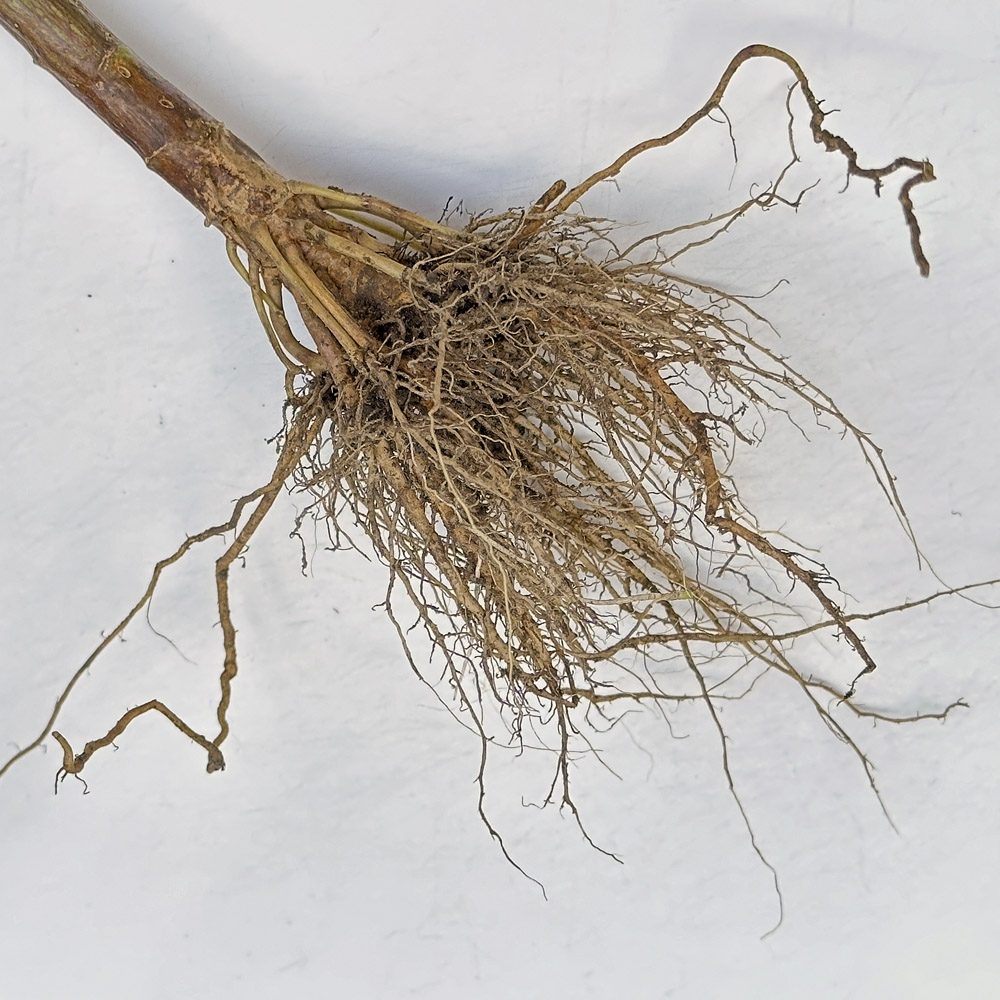 New to the Glossary: Adventitious Root, Aerial Root, Apical Meristem ...