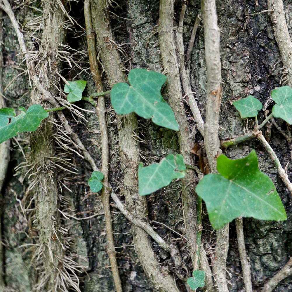 Hedera_helix_Vines_and_Aerial_Roots_Aug_MMF