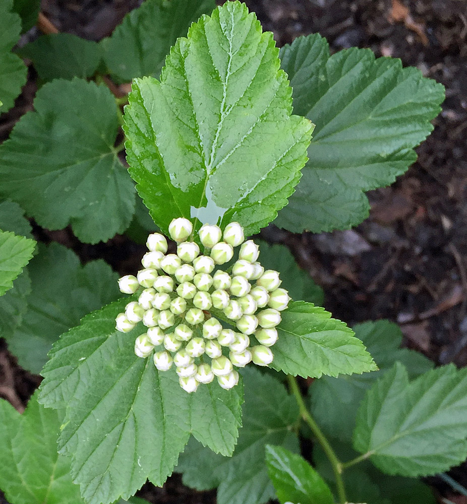 SHRUB: Physocarpus opulifolius (Common or Eastern Ninebark)