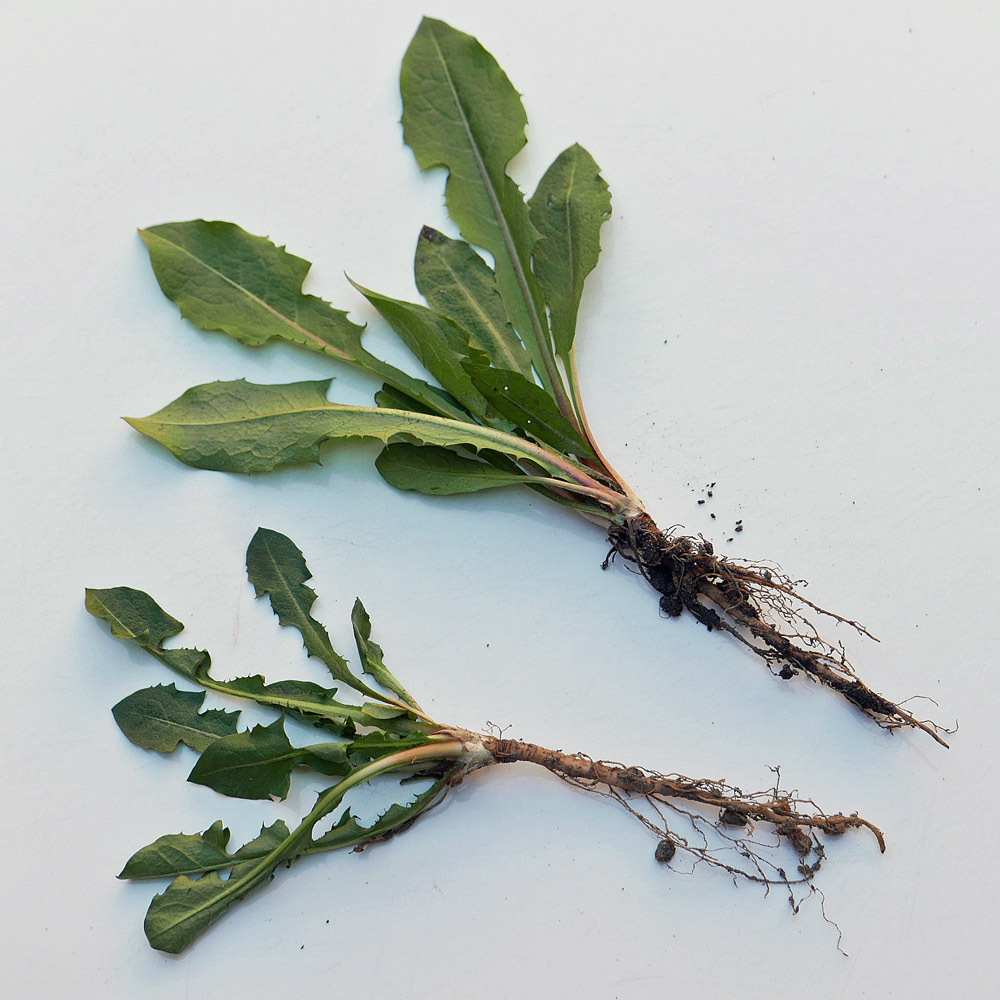 Taraxacum_officinale_Roots_taproots_Mar_MMF