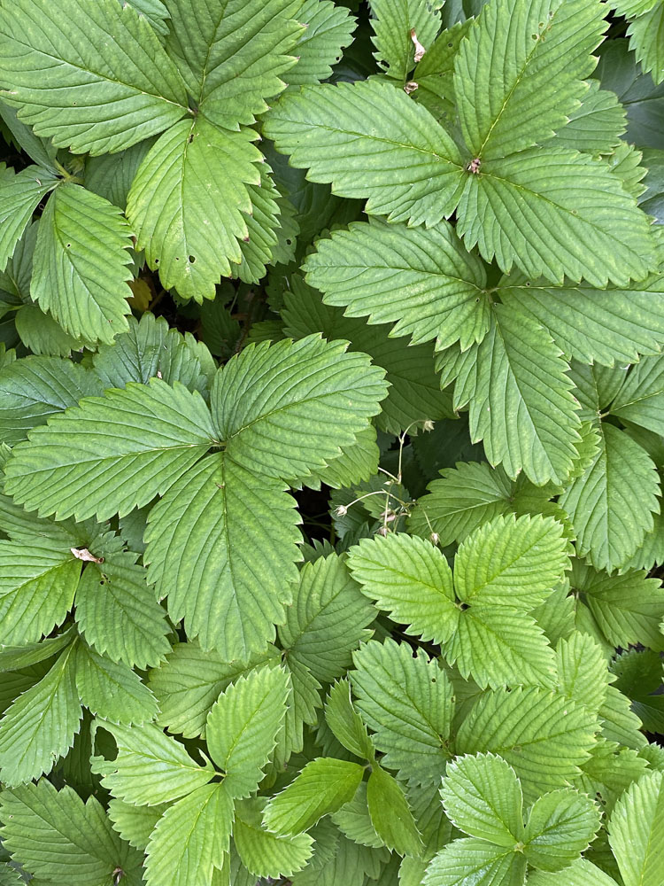 Fragaria virginiana (Wild Strawberry)