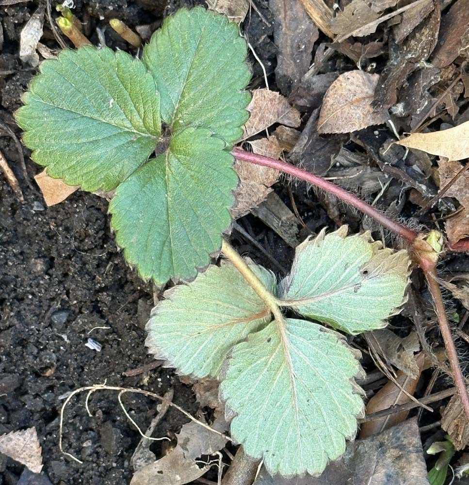 Fragaria_virginiana_Leaves_abaxial_adaxial_Feb_MMF