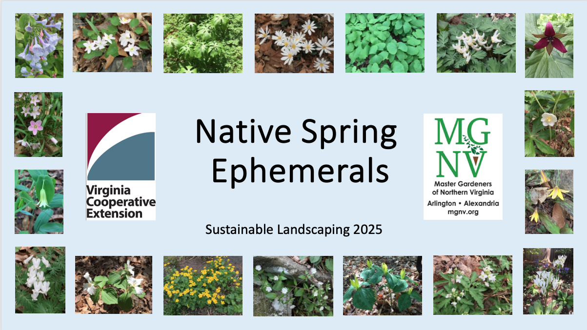 2025 Native Spring Ephemerals Title Slide