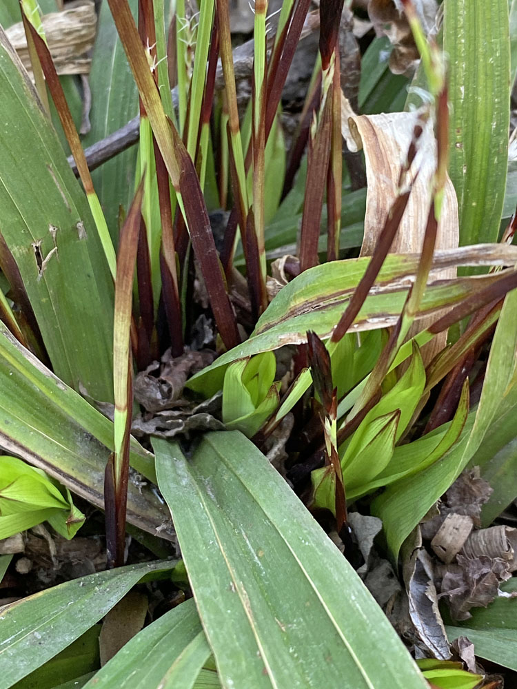 Carex plantaginea(Plantain-leaved Sedge)