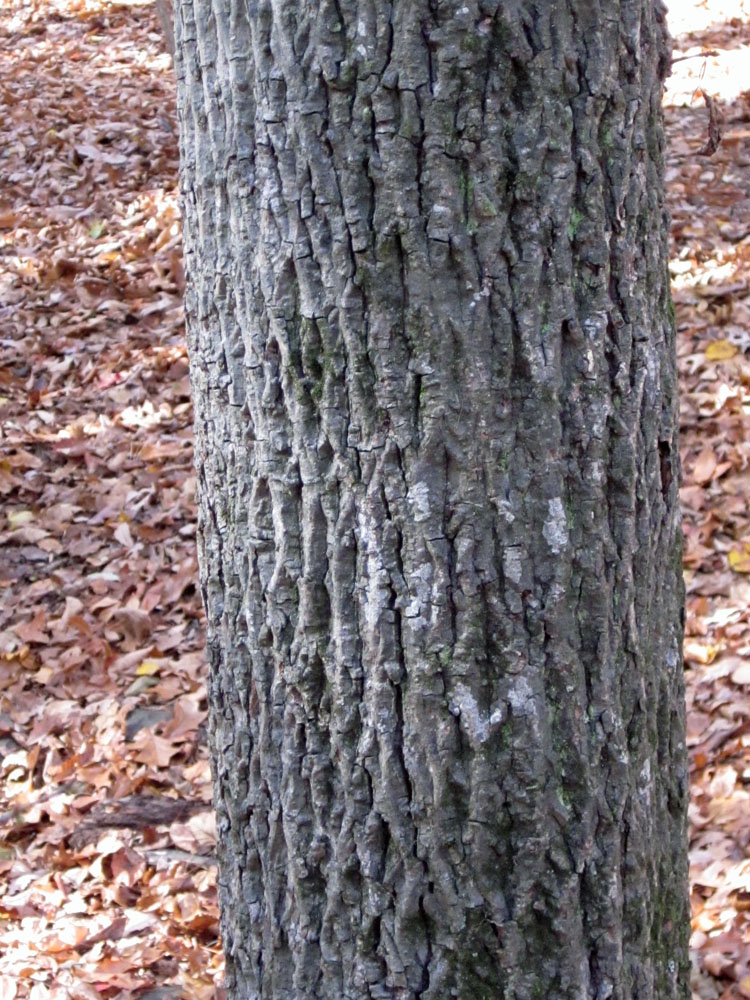 TREE: Carya tomentosa (Mockernut Hickory) – New in 2025!