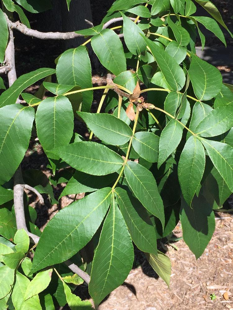 TREE: Carya tomentosa (Mockernut Hickory) – New in 2025!