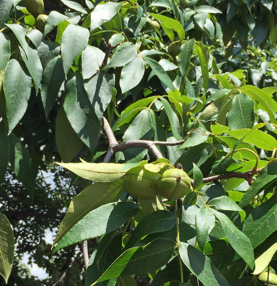 TREE: Carya tomentosa (Mockernut Hickory) – New in 2025!