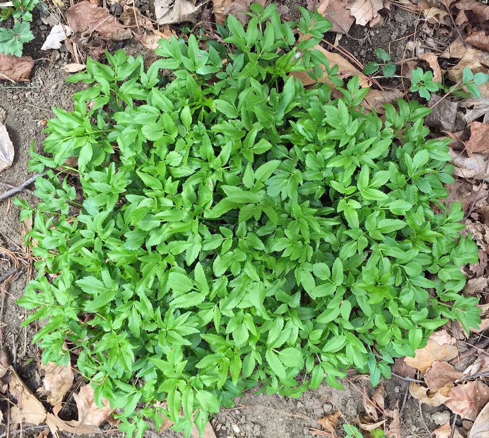 Golden Alexanders: Best Native Plant for Mid-Atlantic Gardens