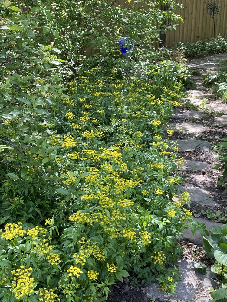 Golden Alexanders: Best Native Plant for Mid-Atlantic Gardens