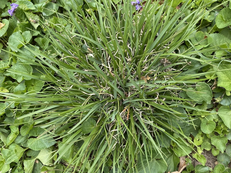 Photo #6 -Poverty oat grass clumps – Elaine Mills