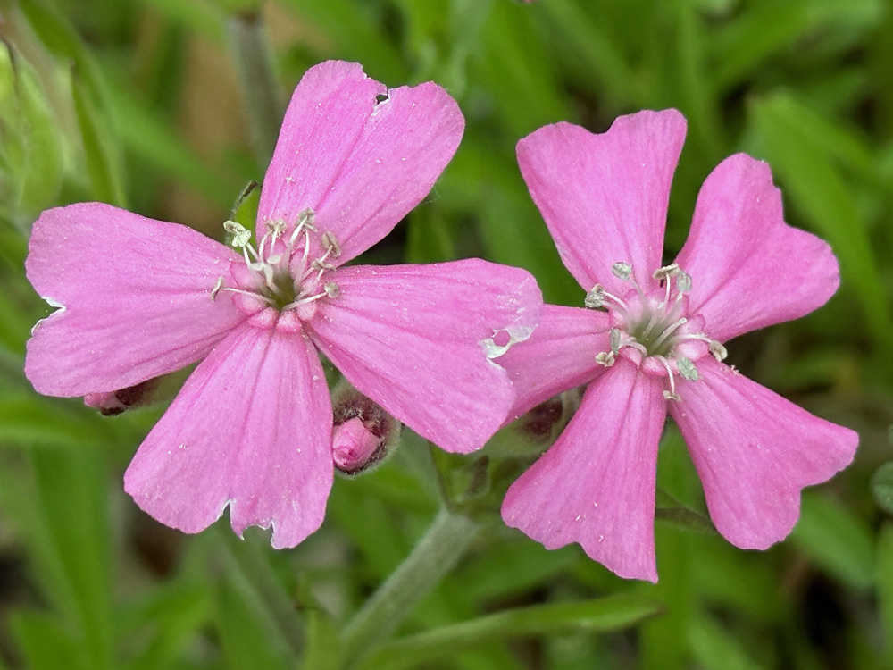 Silene caroliniana (Wild Pink)