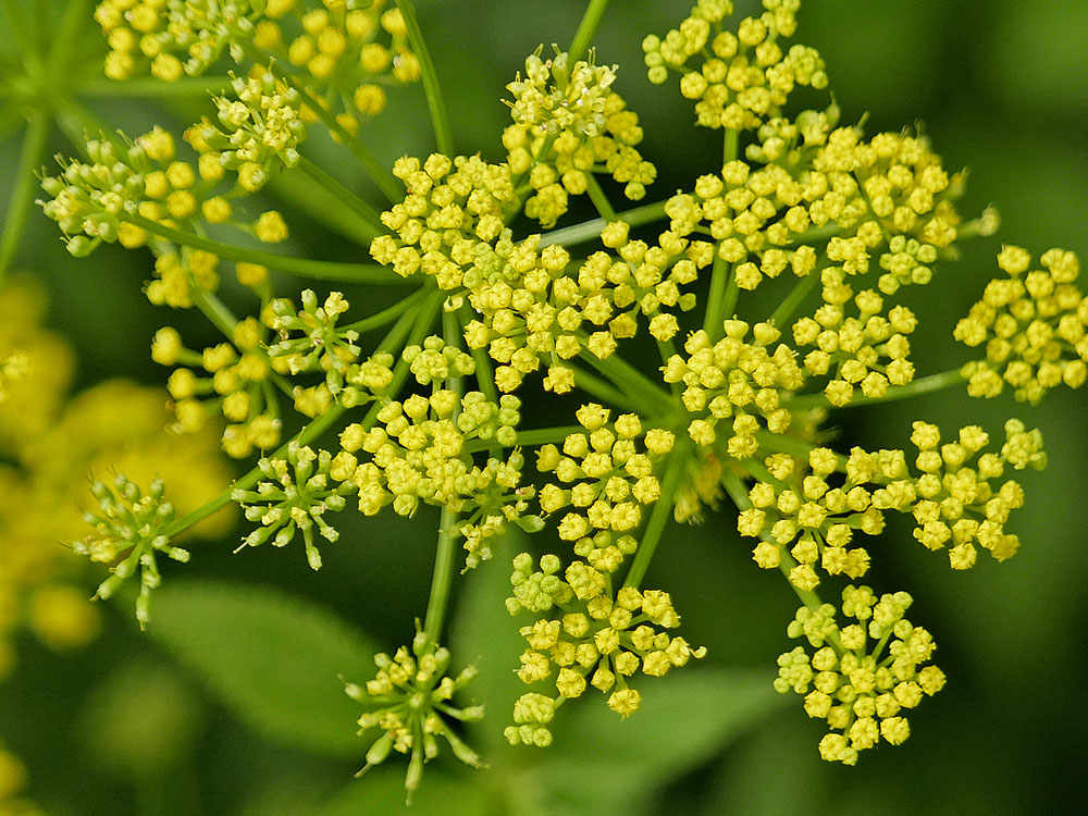 Golden Alexanders: Best Native Plant for Mid-Atlantic Gardens