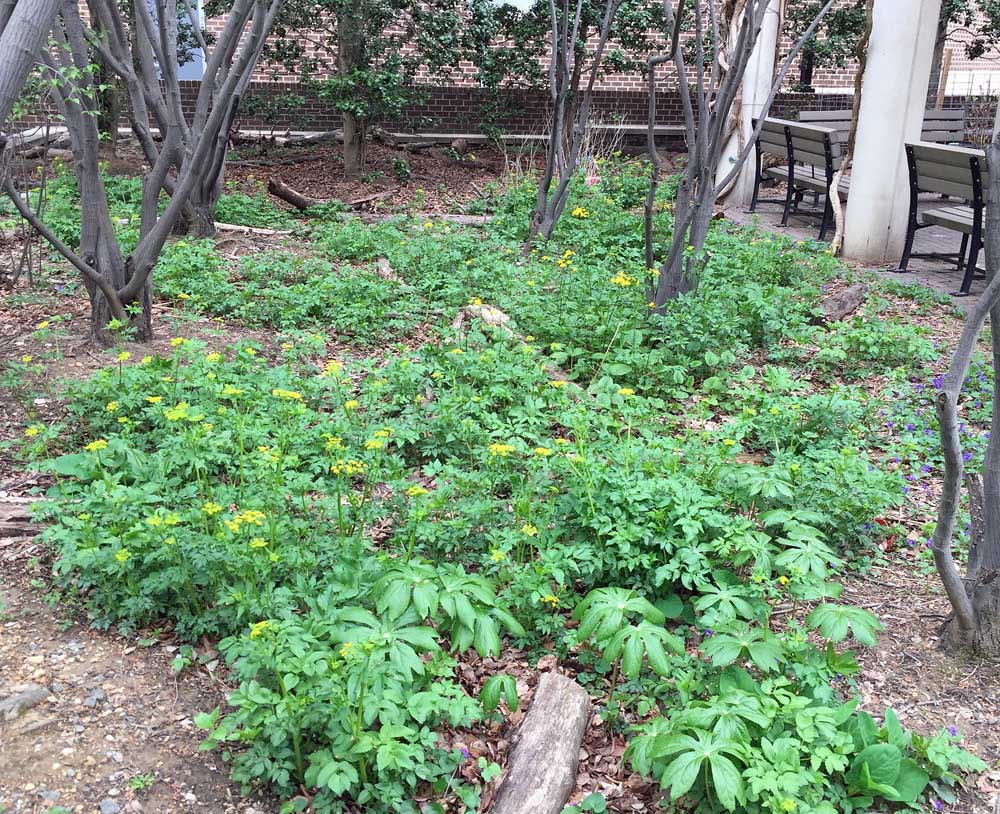 Golden Alexanders: Best Native Plant for Mid-Atlantic Gardens