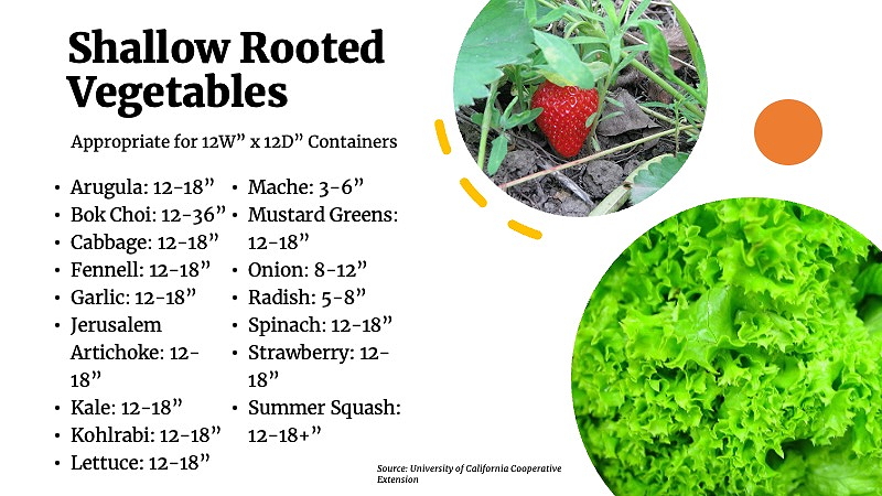 shallow_rooted_vegetables_benm