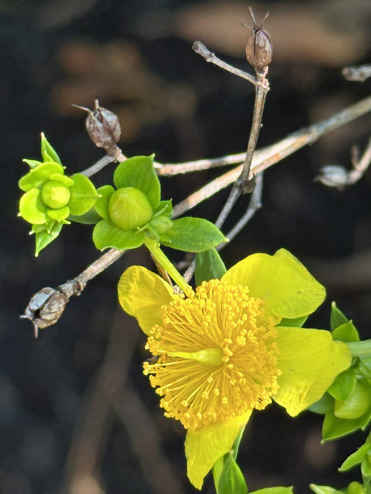 Native Plants for Mid-Atlantic Gardens: Hypericum prolificum