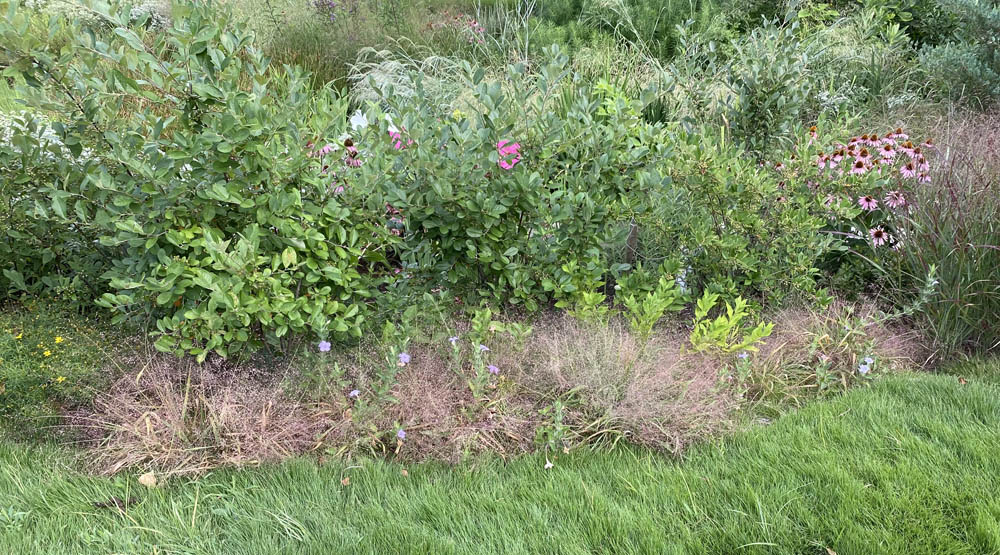 Eragrostis spectabilis (Purple Lovegrass, Tumblegrass)