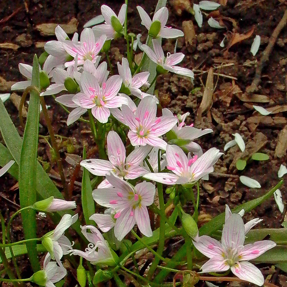 Understanding Ovate and Obovate Leaf Shapes in Botany