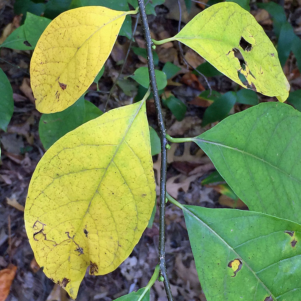 Understanding Ovate and Obovate Leaf Shapes in Botany