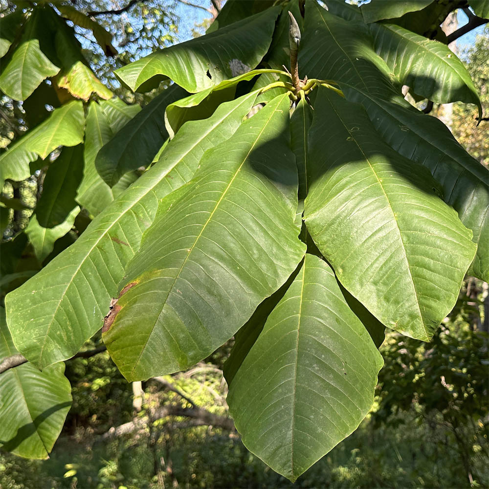 Understanding Ovate and Obovate Leaf Shapes in Botany