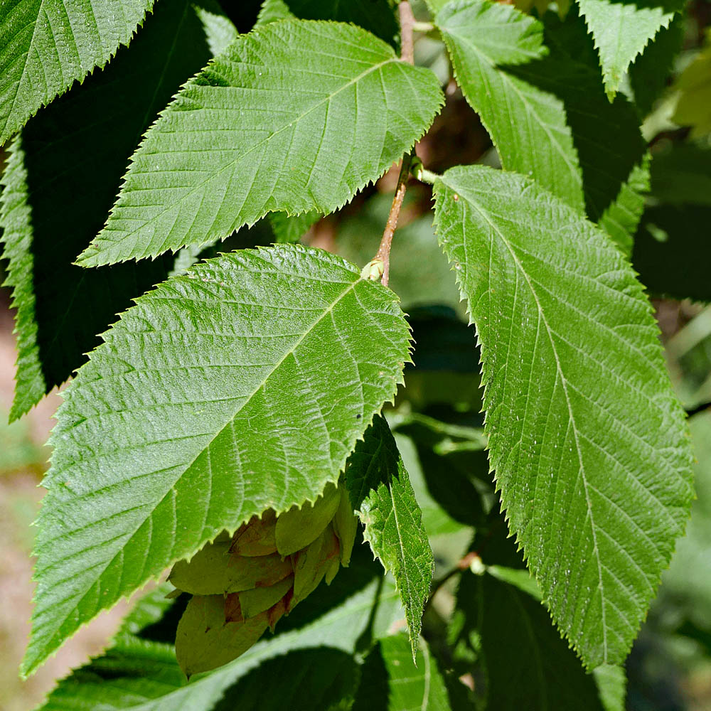 Ostrya_virginiana_leaves_ovate_elliptic_Jul_MMF