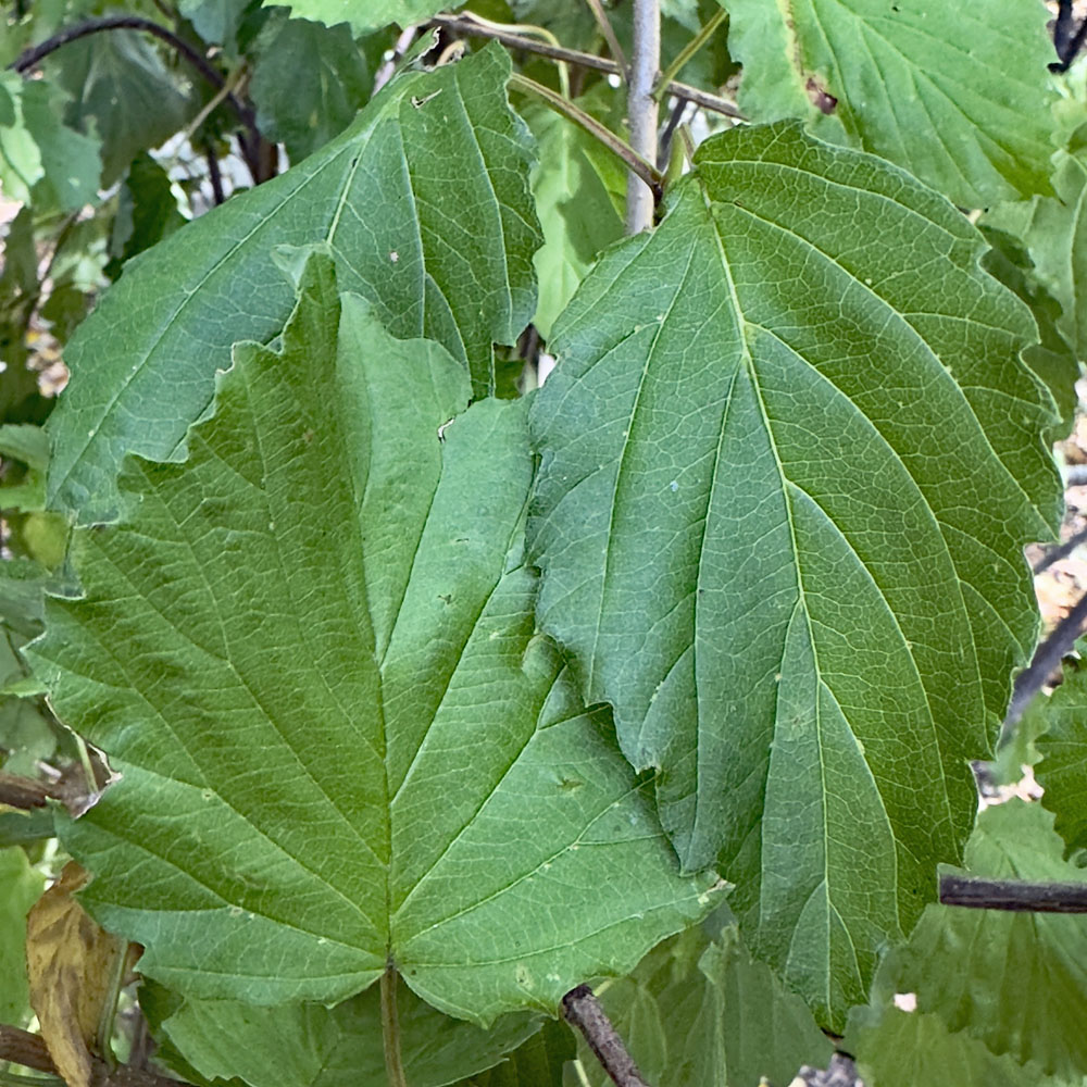 Understanding Ovate and Obovate Leaf Shapes in Botany